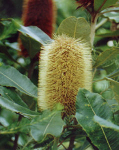 Banksia robur – Swamp Banksia – Burringbar Rainforest Nursery
