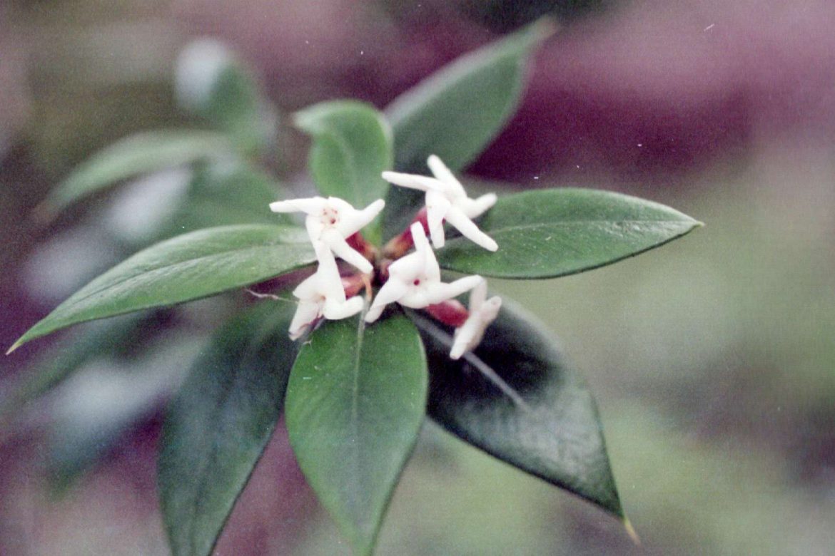 Alyxia ilicifolia magnifolia – LARGE-LEAVED HOLLY – Burringbar ...