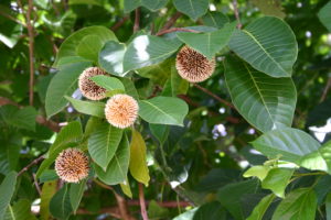 Anthocephalus chinensis – CADAMBA – Burringbar Rainforest Nursery