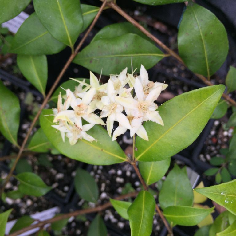 Decaspermum humile – Silky Myrtle – Burringbar Rainforest Nursery