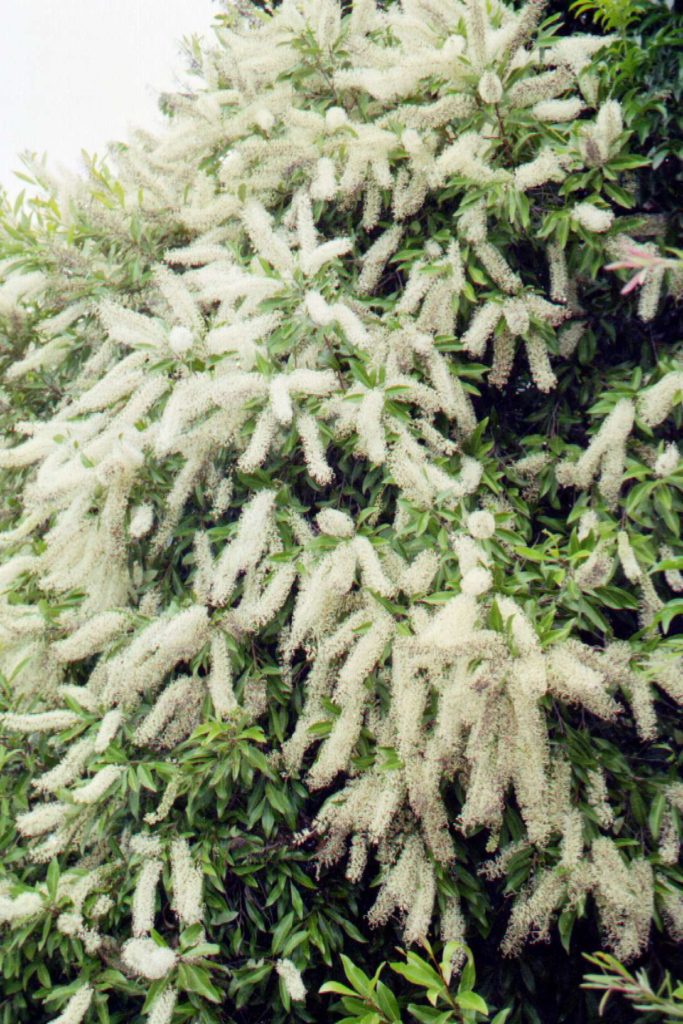 Buckinghamia celsissma – IVORY CURL – Burringbar Rainforest Nursery