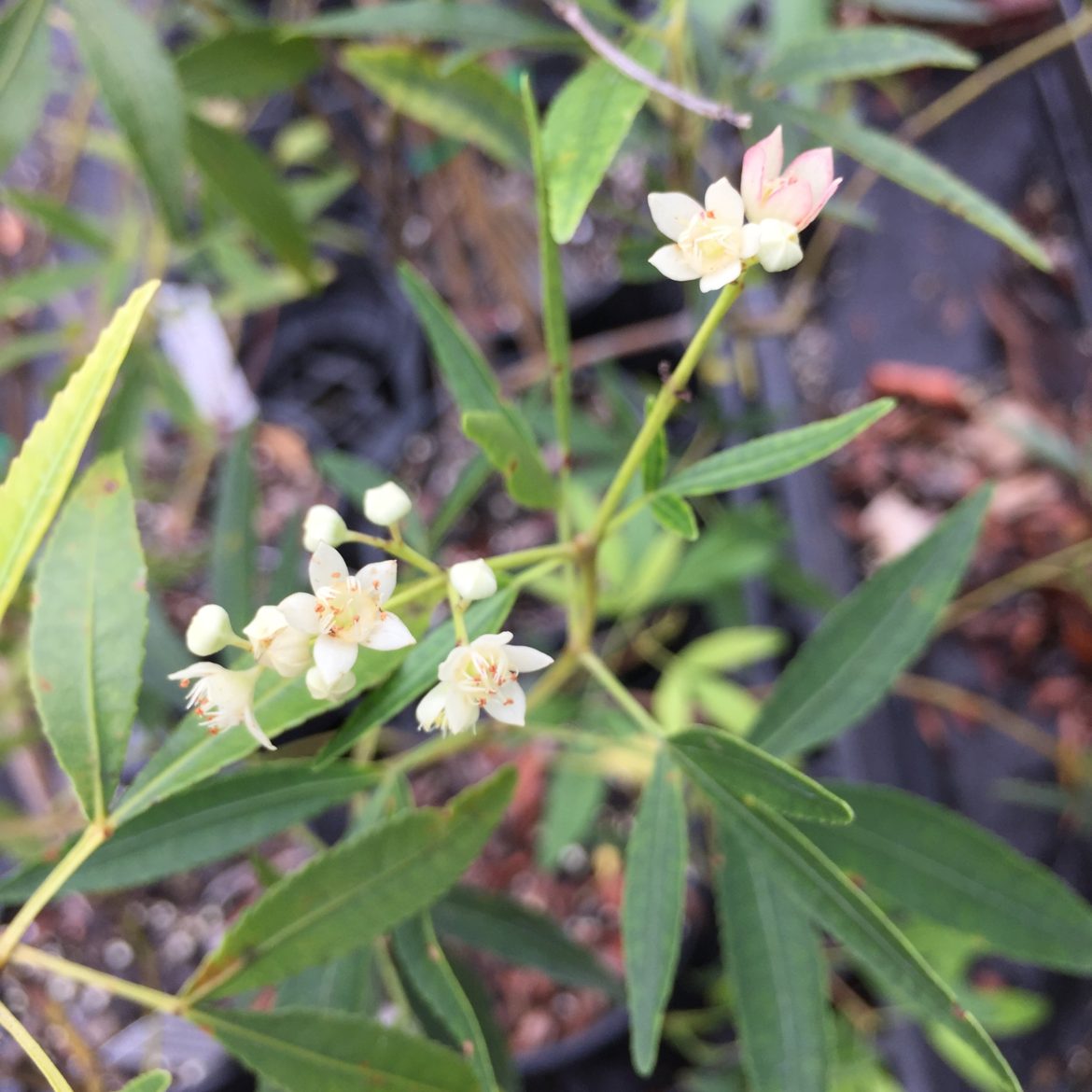 Diploglottis australis – NATIVE TAMARIND – Burringbar Rainforest Nursery