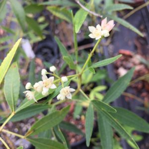 Gmelina leichhardtii – WHITE BEECH – Burringbar Rainforest Nursery