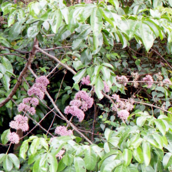 Melicope elleryana - PINK EUODIA - Burringbar Rainforest Nursery