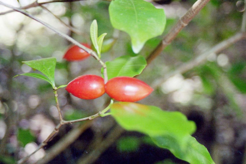 Atractocarpus chartaceus – NARROW-LEAVED GARDENIA – Burringbar ...
