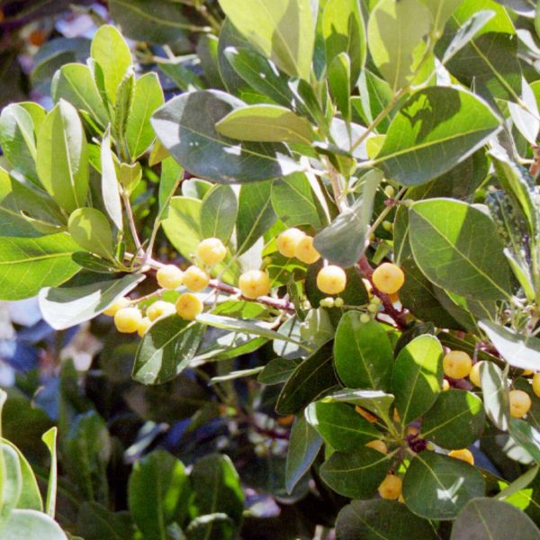 Acronychia oblongifolia – COMMON ACRONYCHIA – Burringbar Rainforest Nursery