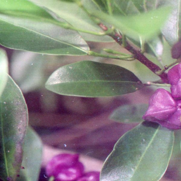 N.NSW & SE Qld Rainforest Trees & Shrubs – Burringbar Rainforest Nursery