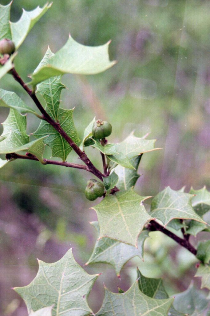 Alchornea ilicifolia – Native Holly – Burringbar Rainforest Nursery