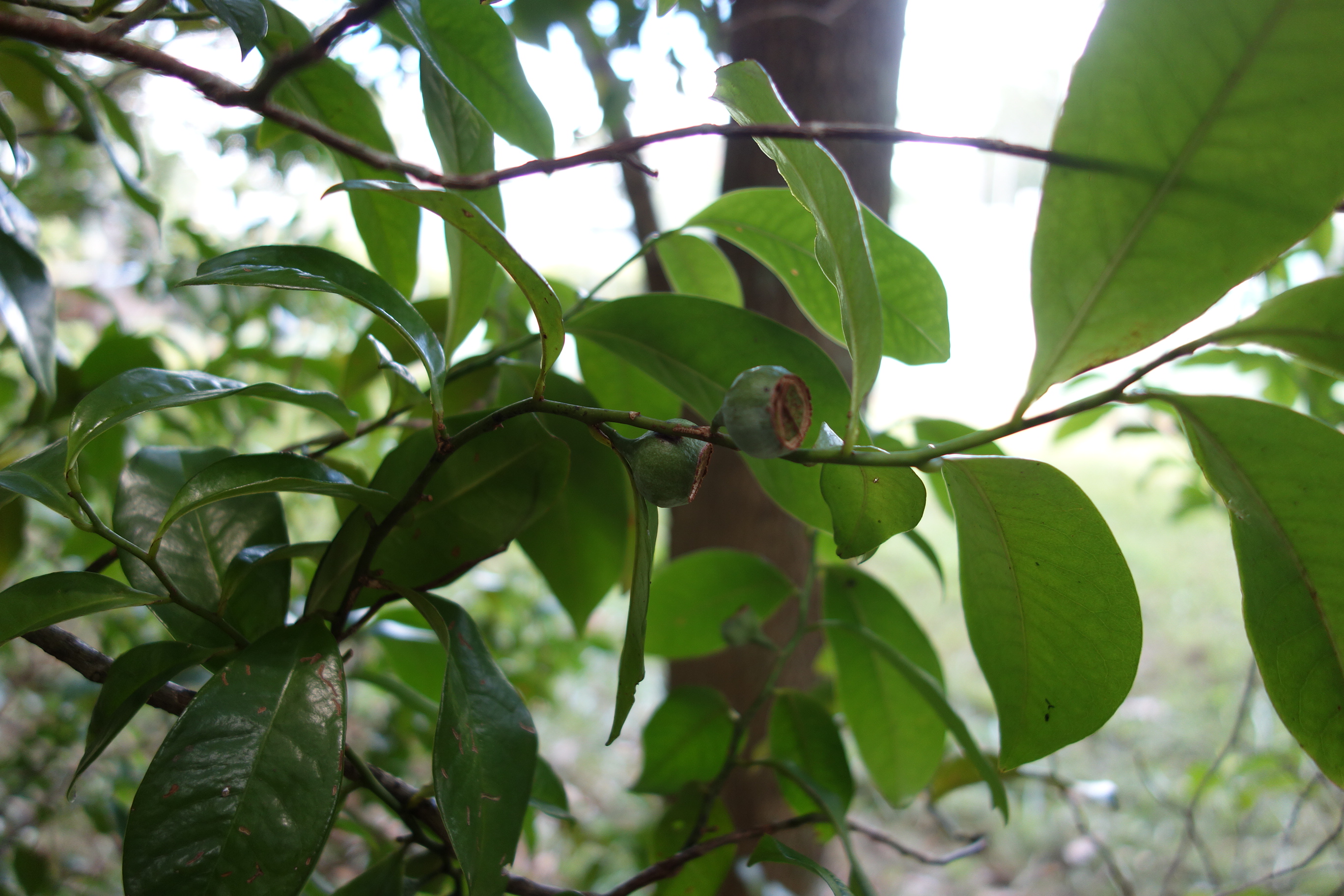 Eupomatia laurina - BOLWARRA - Burringbar Rainforest Nursery
