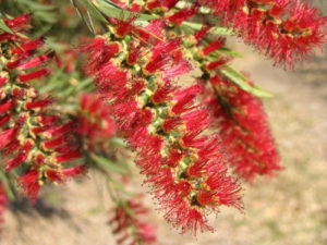 Callistemon viminalis DAWSON RIVER – Burringbar Rainforest Nursery