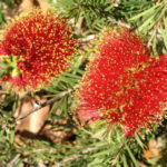 Shrub 3m Archives - Burringbar Rainforest Nursery