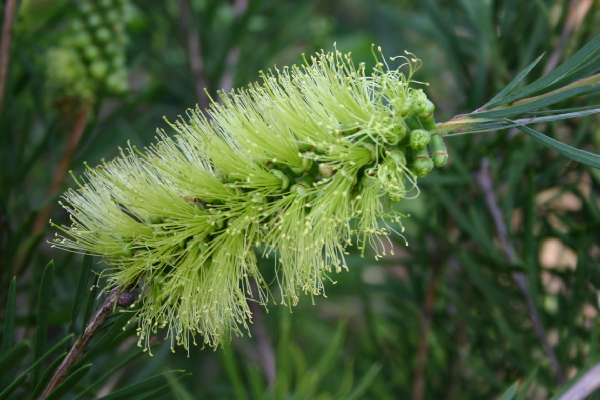 Callistemon pachyphyllus green – Green Wallum Bottlebrush – Burringbar ...