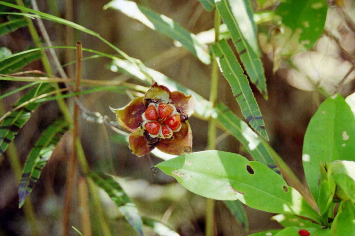 Hibbertia scandens – Climbing Guinea Flower – Burringbar Rainforest Nursery