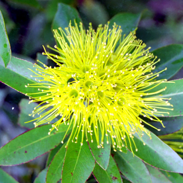 Xanthostemon chrysanthus - GOLDEN PENDA - Burringbar Rainforest Nursery