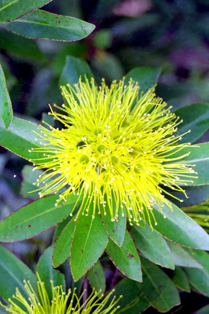 Xanthostemon chrysanthus – GOLDEN PENDA – Burringbar Rainforest Nursery