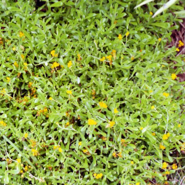 Chrysocephalum apiculatum - Yellow Buttons - Burringbar Rainforest Nursery