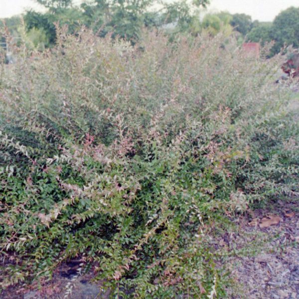 Austromyrtus dulcis - Midyim - Burringbar Rainforest Nursery