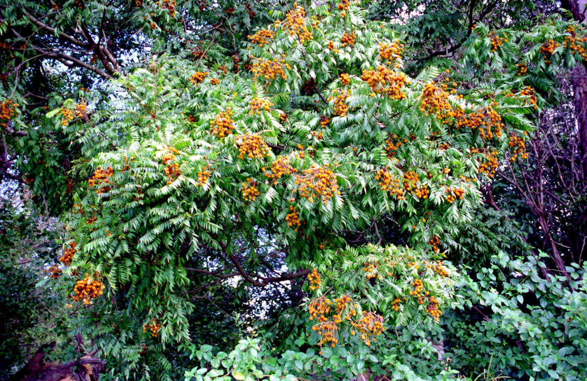 Jagera pseudorhus – FOAMBARK – Burringbar Rainforest Nursery