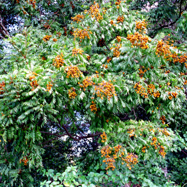 Jagera pseudorhus - FOAMBARK - Burringbar Rainforest Nursery