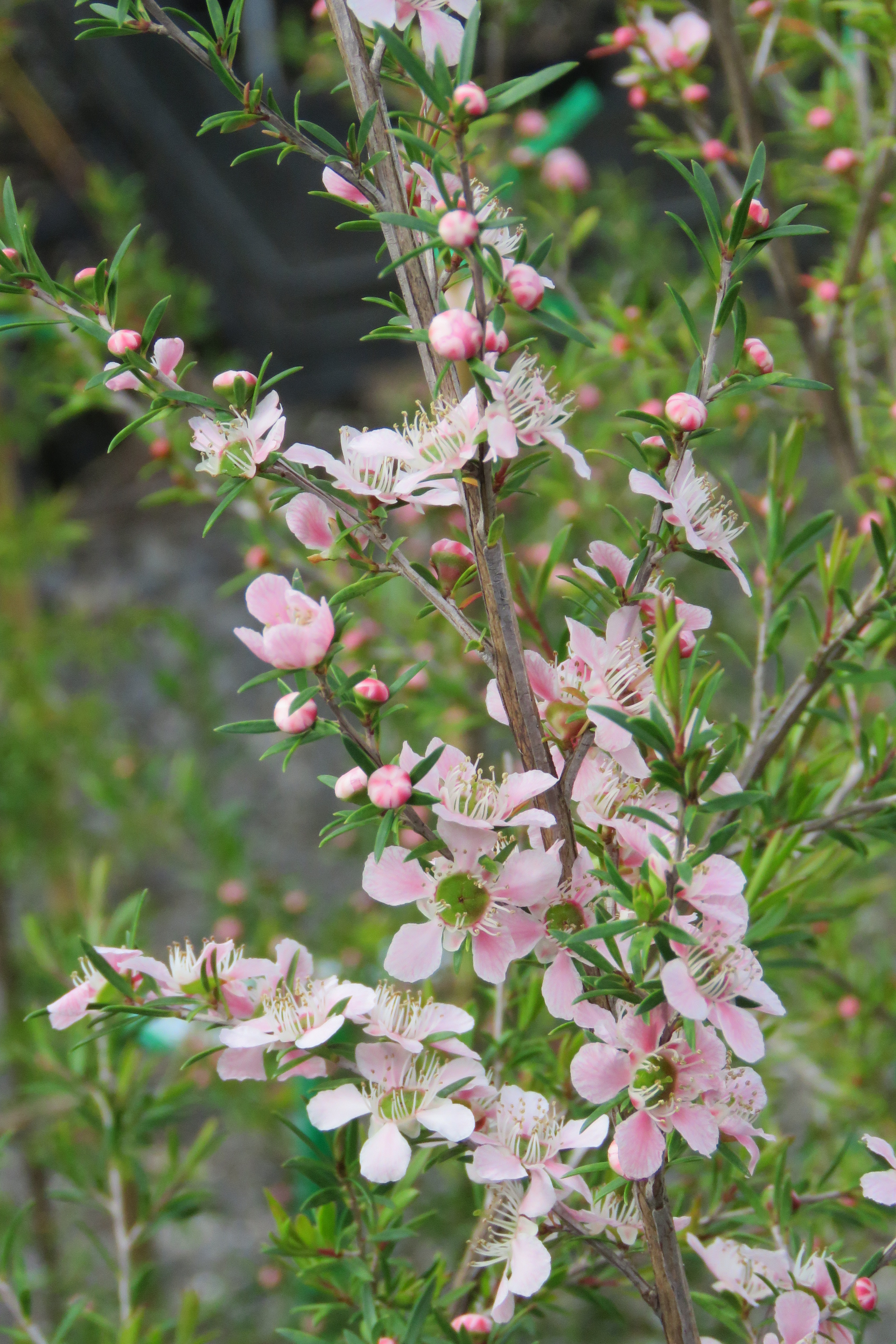 Leptospermum flavescens CARDWELL pink - Burringbar Rainforest Nursery