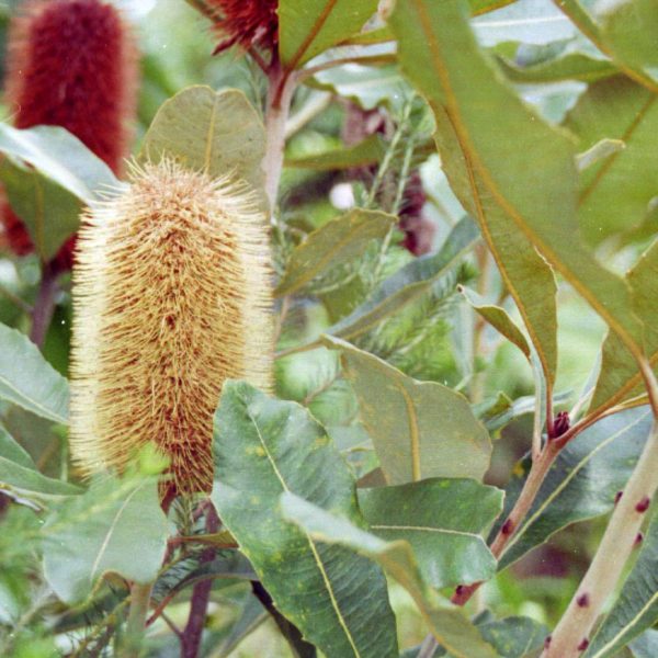 Banksia robur – Swamp Banksia – Burringbar Rainforest Nursery
