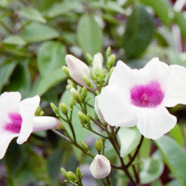 Elaeagnus triflora – Milla Milla Vine – Burringbar Rainforest Nursery