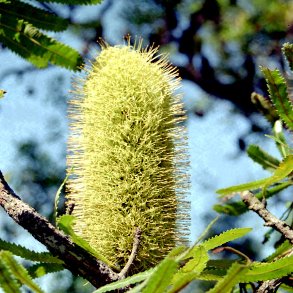 Banksia aemula - Wallum Banksia - Burringbar Rainforest Nursery