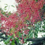 Brachychiton acerifolius - FLAME TREE - Burringbar Rainforest Nursery