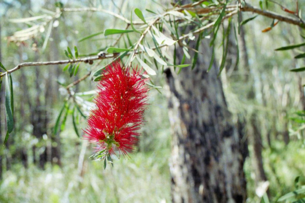 Callistemon pachyphyllus – Wallum Bottlebrush – Burringbar Rainforest Nursery