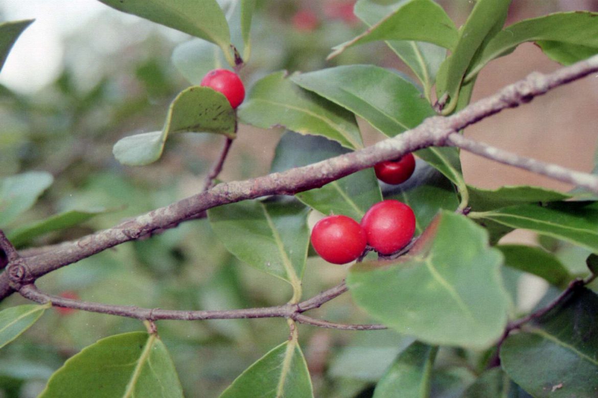 Elaeodendron australe – RED OLIVE BERRY – Burringbar Rainforest Nursery