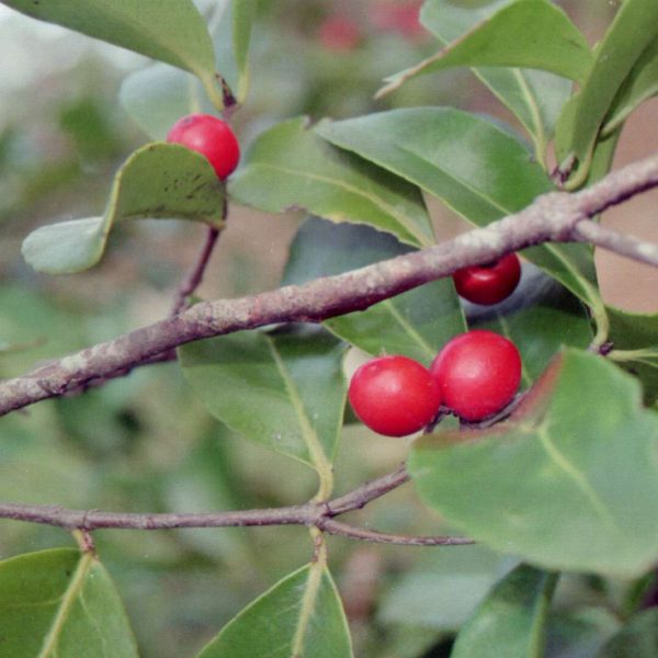 Elaeodendron australe - RED OLIVE BERRY - Burringbar Rainforest Nursery