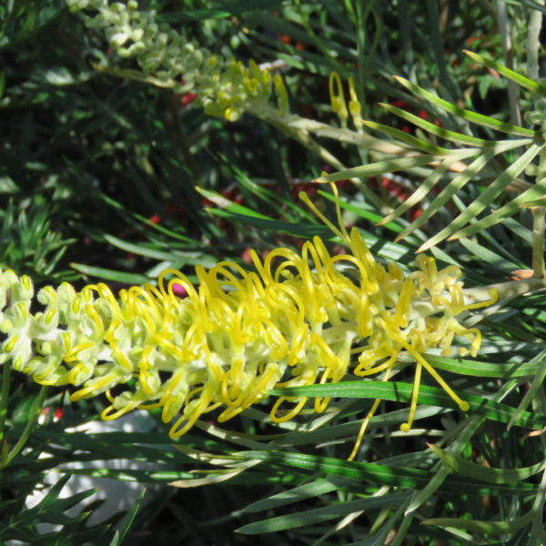 Grevillea BUSH LEMON - Burringbar Rainforest Nursery