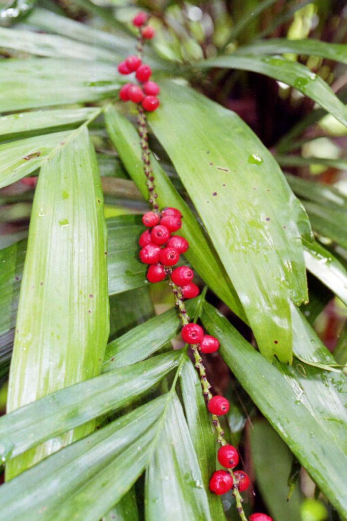 Linospadix monostachya – Walking Stick Palm – Burringbar Rainforest Nursery