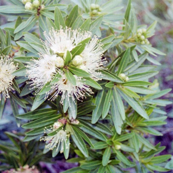 Xanthostemon verticellatus – Little Penda – Burringbar Rainforest Nursery