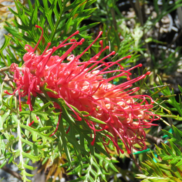 Grevillea LITTLE ROBYN - Burringbar Rainforest Nursery
