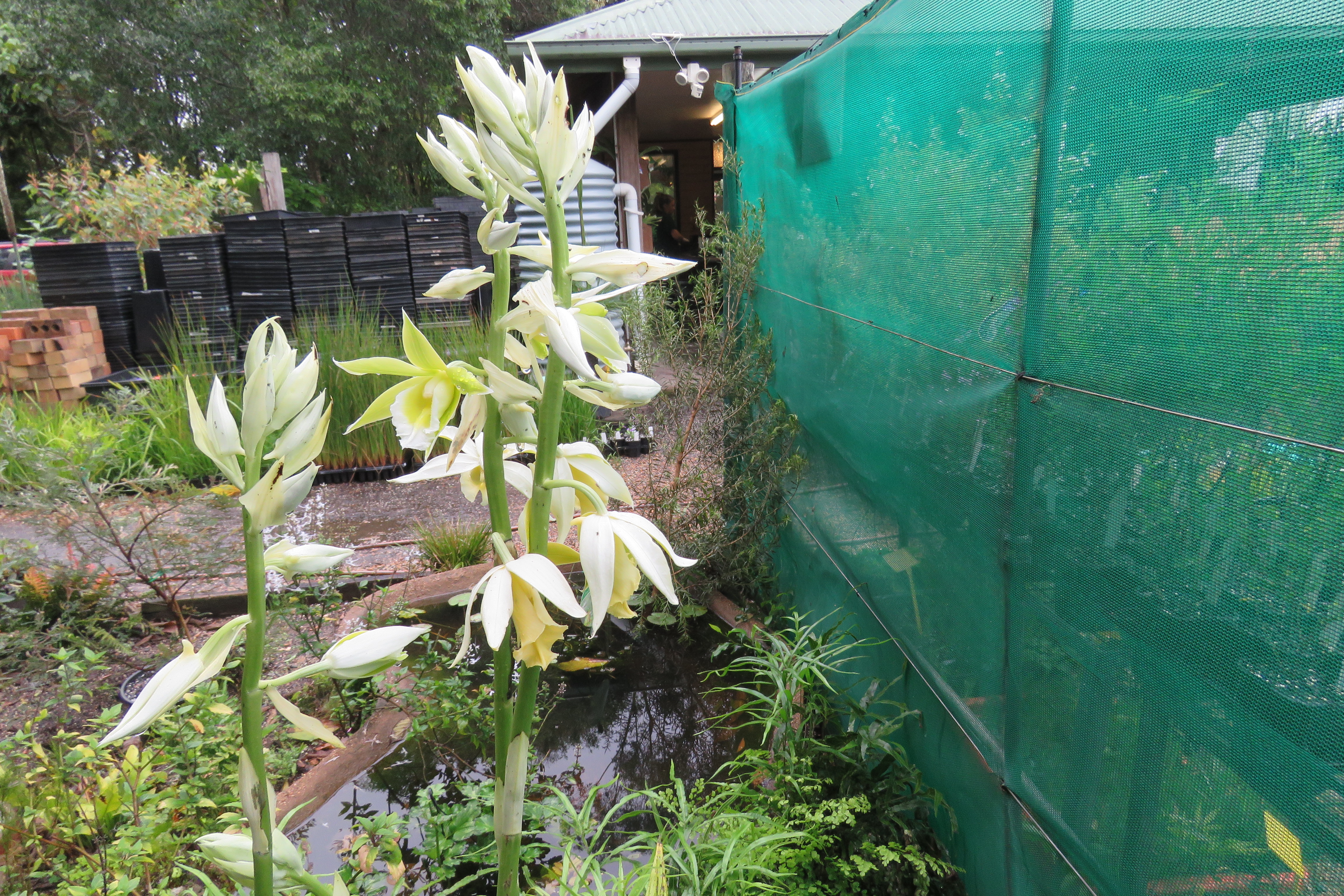 Phaius bernaysii - YELLOW SWAMP ORCHID - Burringbar Rainforest Nursery