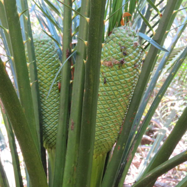 Macrozamia douglasii – Burringbar Rainforest Nursery
