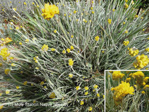 Products Archive - Page 36 of 118 - Burringbar Rainforest Nursery