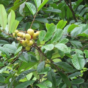 Diploglottis smithii – SMITH’S TAMARIND – Burringbar Rainforest Nursery