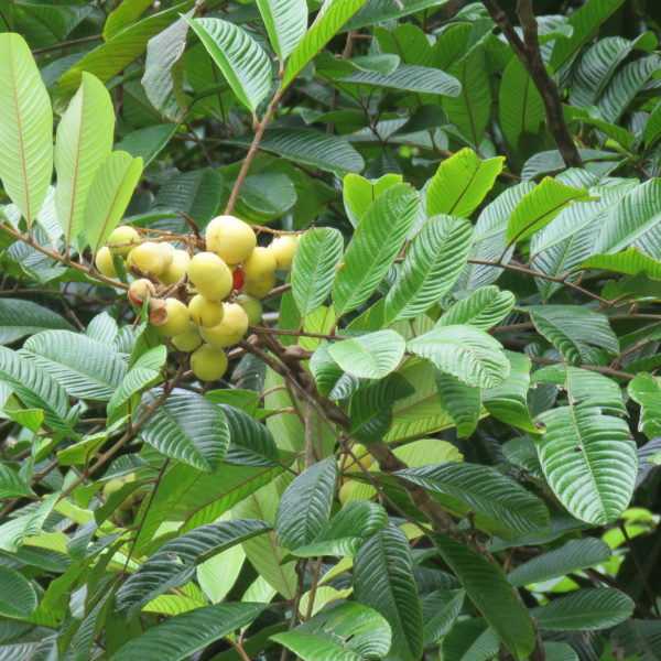 Diploglottis smithii – SMITH’S TAMARIND – Burringbar Rainforest Nursery