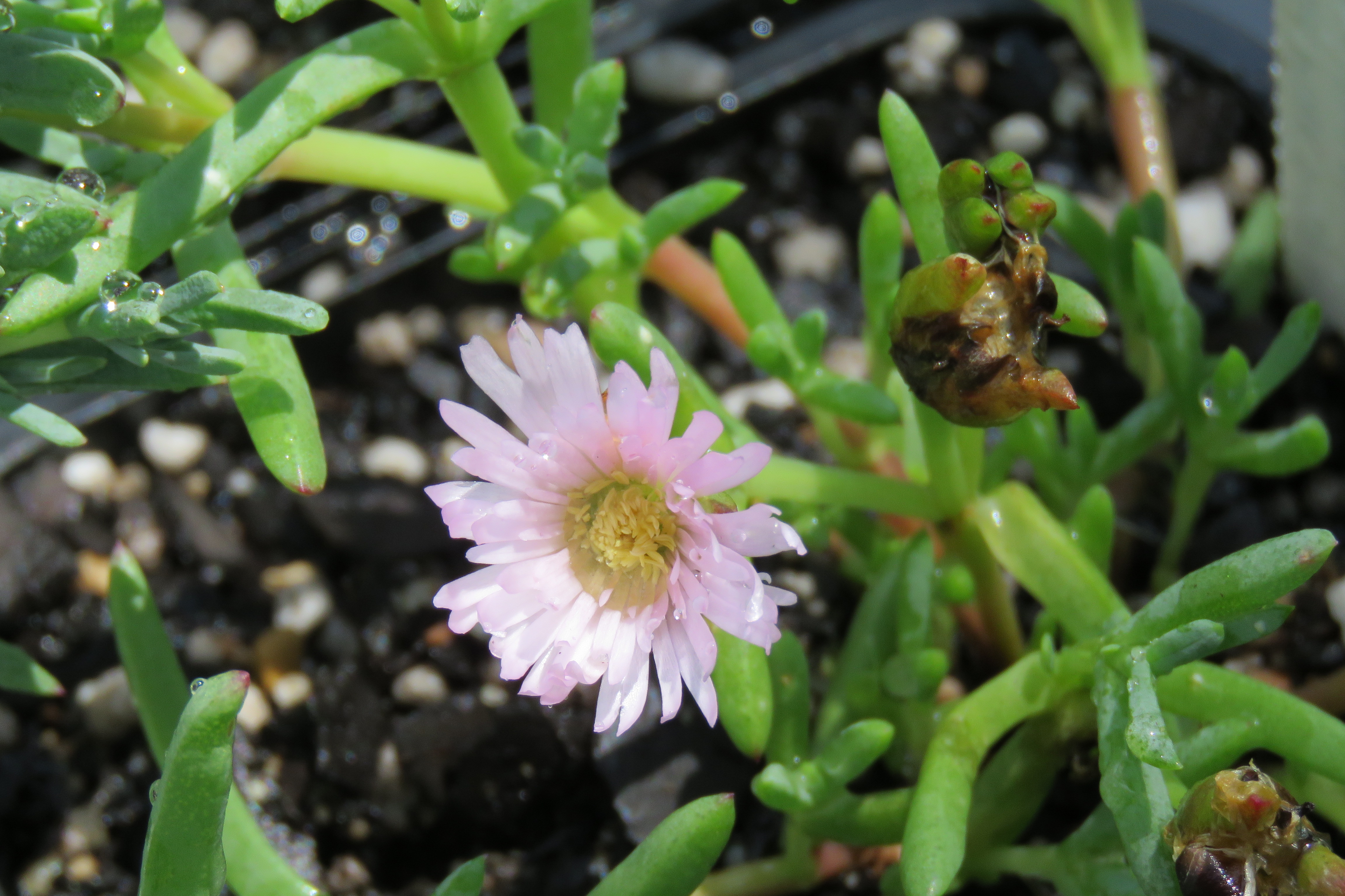Mesembryanthemum PINK PIGFACE - Burringbar Rainforest Nursery